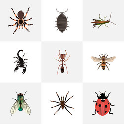 Jumping Spider Vector Images (over 120)