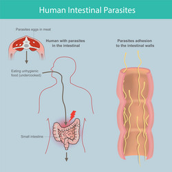 Intestinal Vector Images (over 15,000)