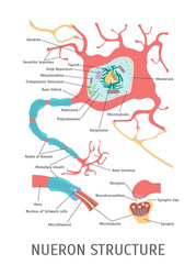 Nephron structure diagram medical science Vector Image