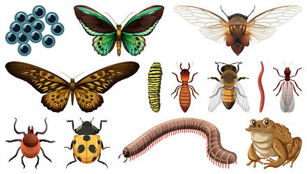 Different insects collection isolated on white Vector Image