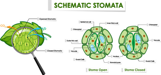 Diagram showing open and closed stomata Royalty Free Vector Diagram showing open and closed stomata Royalty Free Vector