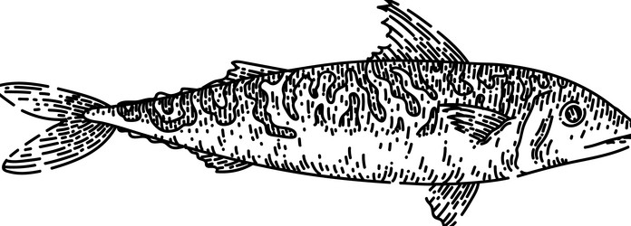 Pollock Fish Vector Images (over 350)