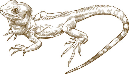 Basilisk Vector Images (over 130)