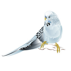 Cartoon blue budgie parakeet on white background Vector Image