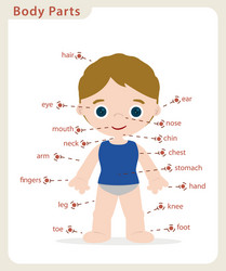 Boy body parts diagram poster Royalty Free Vector Image