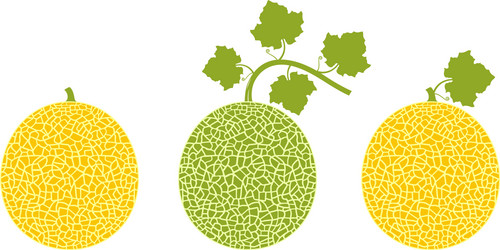 Melon Royalty Free Vector Image - VectorStock