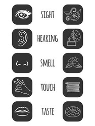 Human feelings five senses Royalty Free Vector Image