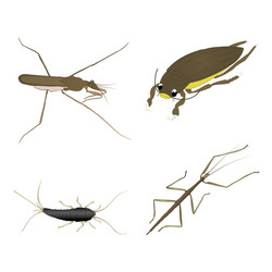 Cartoon stick insect on white background Vector Image