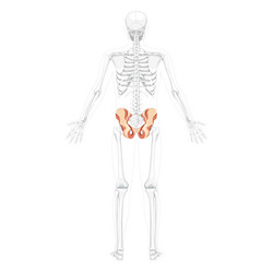 Pelvis hip bone skeleton os coxae innominate Vector Image
