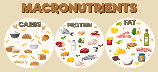 Macronutrients diagram with food ingredients Vector Image