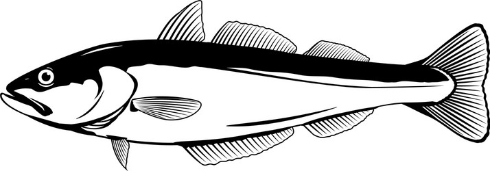 Pollock fish Royalty Free Vector Image - VectorStock