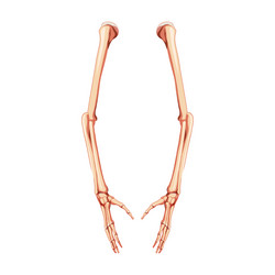 Skeleton arms human back posterior dorsal view Vector Image