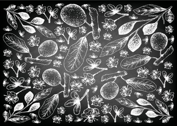 Terminalia Chebula Vector Images (15)