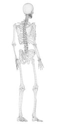 Male vs Female Skeleton Comparison Royalty Free Vector Image