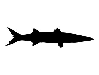 Barracuda fish silhouette art Royalty Free Vector Image