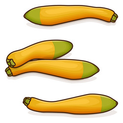 Zephyr squash summer Royalty Free Vector Image