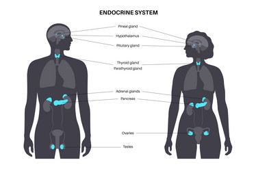 Endocrine System Thymus Vector Images (over 130)
