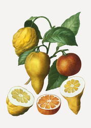 Bitter Vector Images (over 14,000)