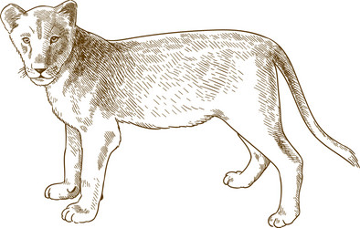 Cub Vector Images (over 18,000)