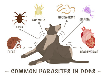 Common internal parasites in cats landscape Vector Image