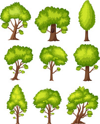 One big tree on white background Royalty Free Vector Image