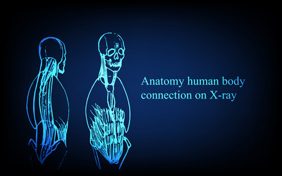 3D Human Wireframe Blueprint Royalty Free Vector Image