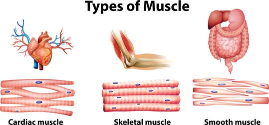 Muscle Cells Vector Images (over 2,900)