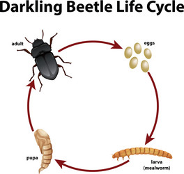 Darkling Beetle Life Cycle