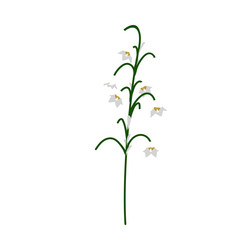 Drawing flower of lily valley Royalty Free Vector Image