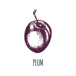 Plum label Royalty Free Vector Image - VectorStock