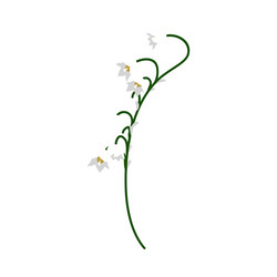 Drawing flower of lily valley Royalty Free Vector Image