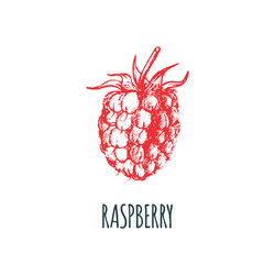 Angry raspberries character hand drawn cartoon Vector Image