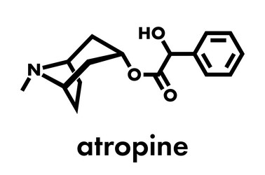 Atropine deadly nightshade atropa belladonna Vector Image