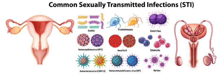 Common sexually transmitted infections sti Vector Image