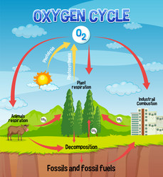 Oxygen cycle diagram for science education Vector Image
