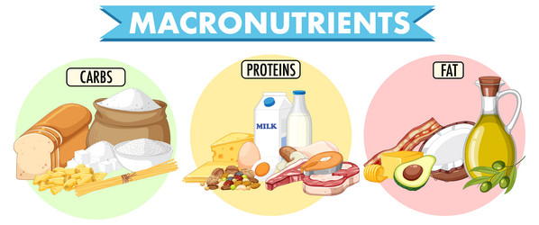 Main food groups macronutrients Royalty Free Vector Image