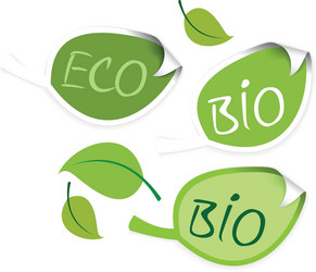 Diagram showing leaf cell on white background Vector Image