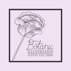 Rosal Flower Vector Images (over 170)