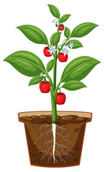 Parts Of A Plant Clipart