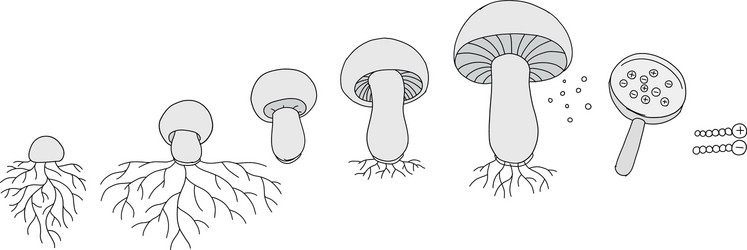 Life cycle mushrooms stages mushroom growth Vector Image