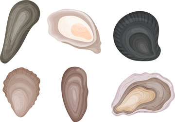 Oyster shells different shapes set Royalty Free Vector Image