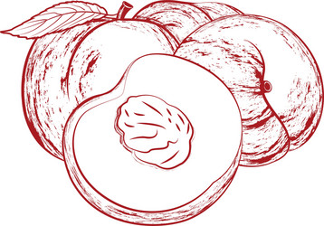 Peaches Vector Images (over 37,000)