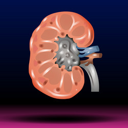 Kidney Royalty Free Vector Image - VectorStock