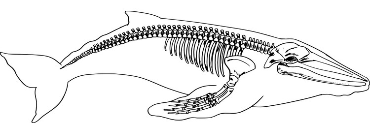 Whale Fluke Vector Images (22)