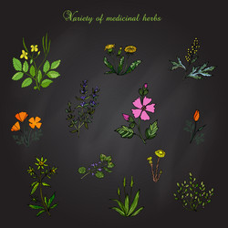 Medicinal plants hand drawn Royalty Free Vector Image