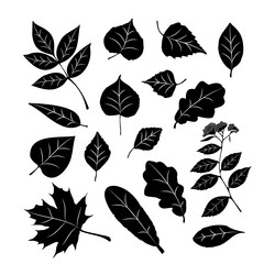 A set of stylized tree leaves collection Vector Image