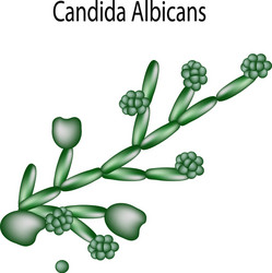 Multicellular Vector Images (over 460)