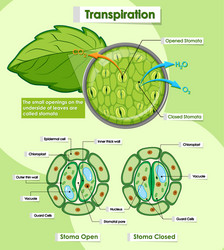 Diagram of photosynthesis for biology and life Vector Image