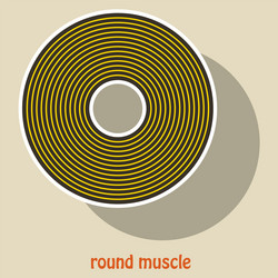 Set of structure skeletal muscle anatomy Vector Image