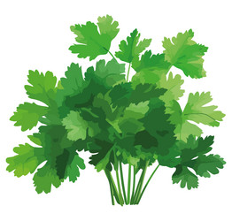 Fresh cilantro design Royalty Free Vector Image